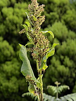 Flora-On Açores | Flora de Portugal interactiva